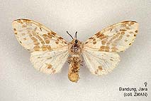 Papua Insects Foundation (Lepidoptera/Erebidae/Arctiinae/thumbnails ...